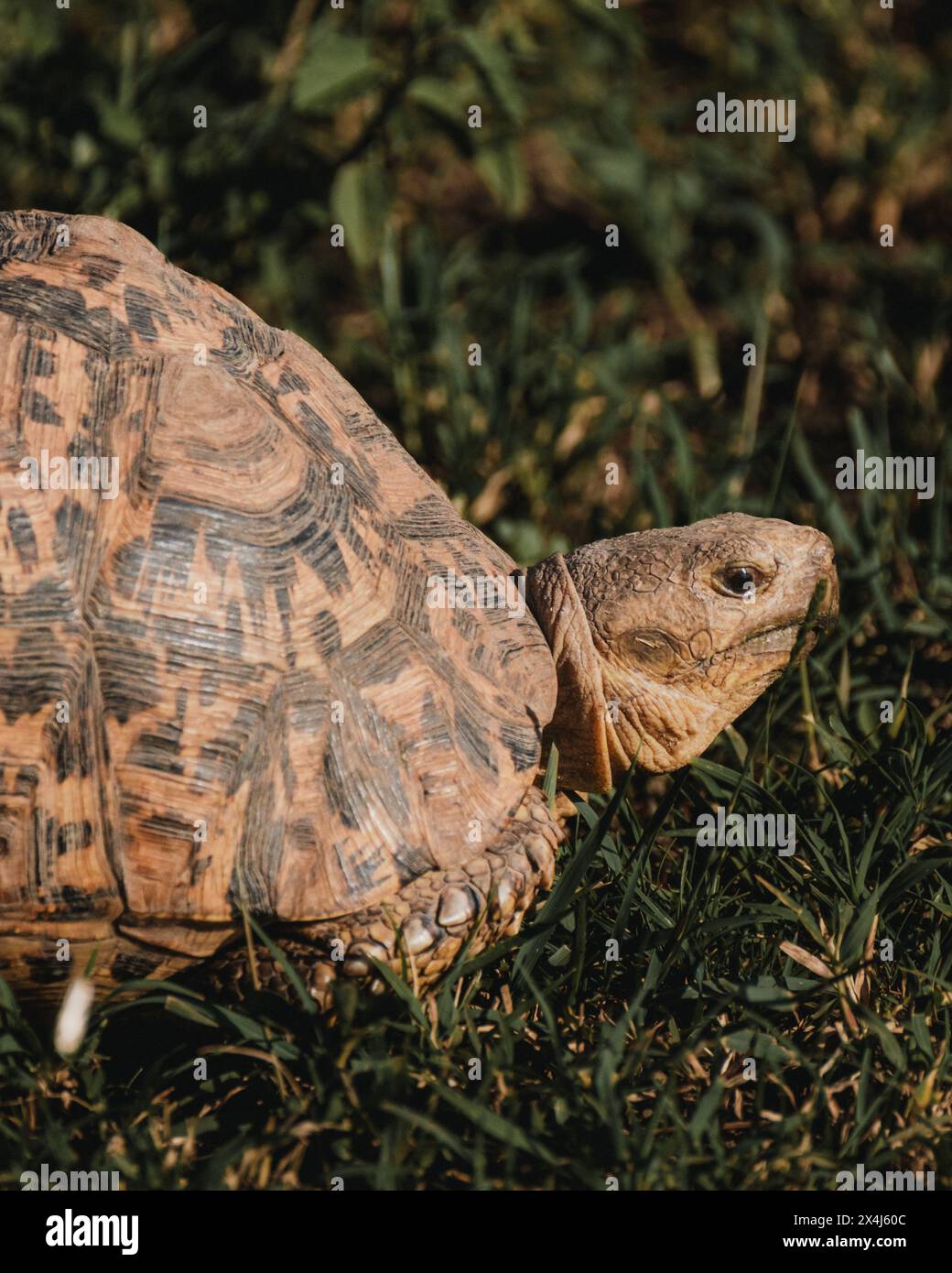 Leopard tortoise traverses green Masai Mara Stock Photo - Alamy