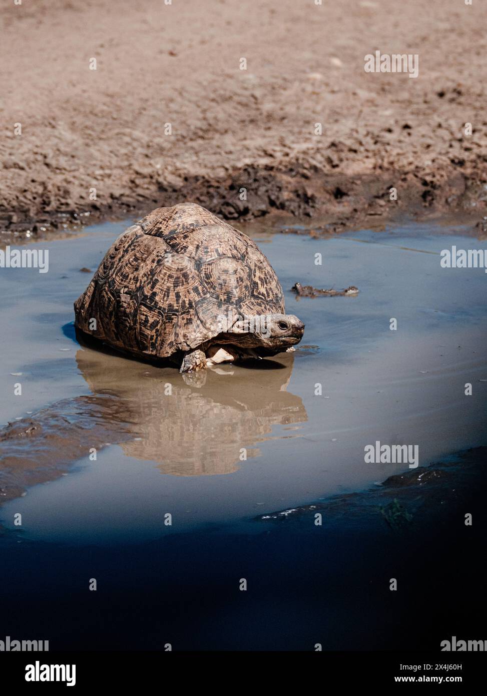 Leopard tortoise traverses green Masai Mara Stock Photo - Alamy
