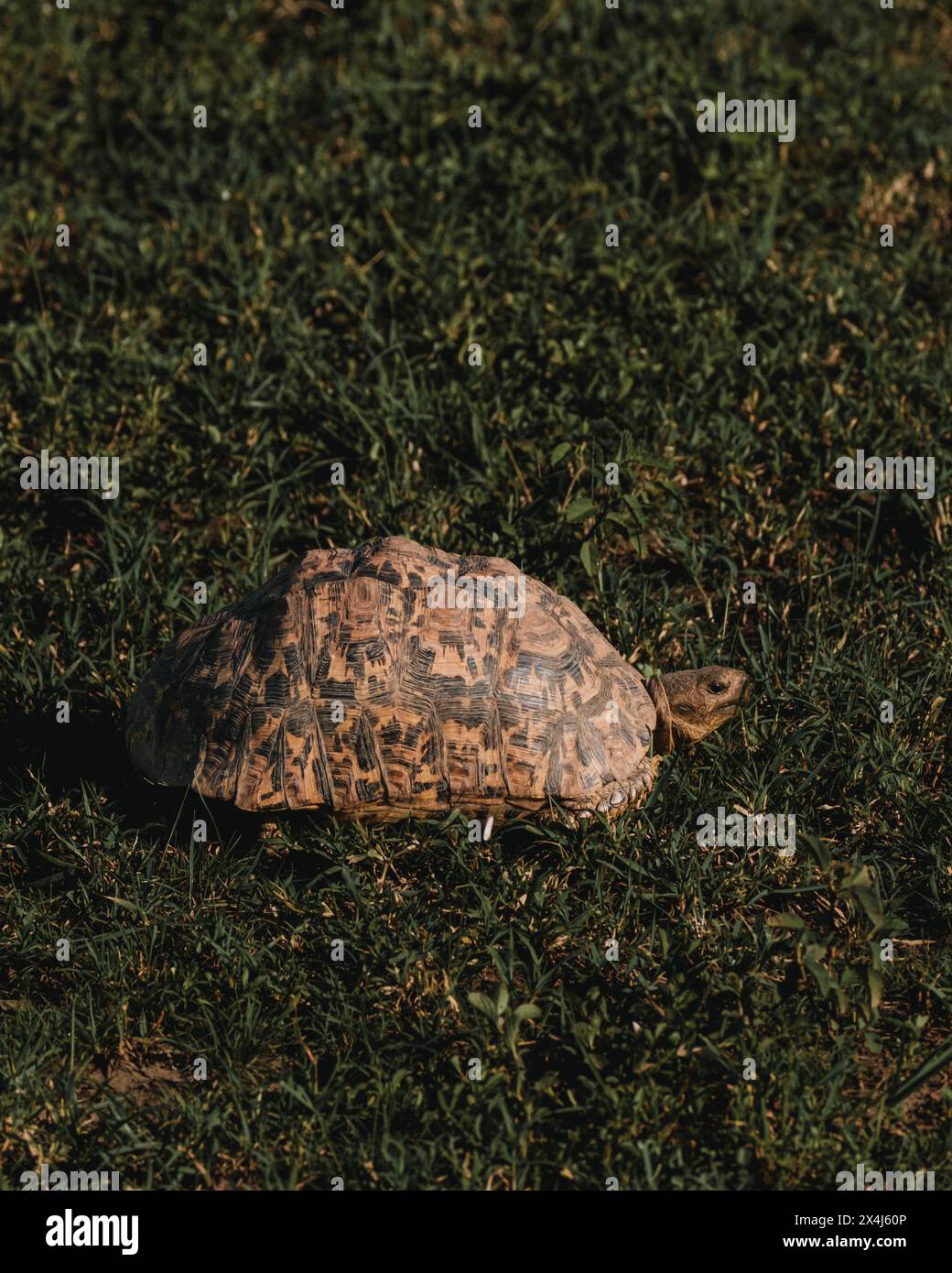 Leopard tortoise traverses green Masai Mara Stock Photo - Alamy