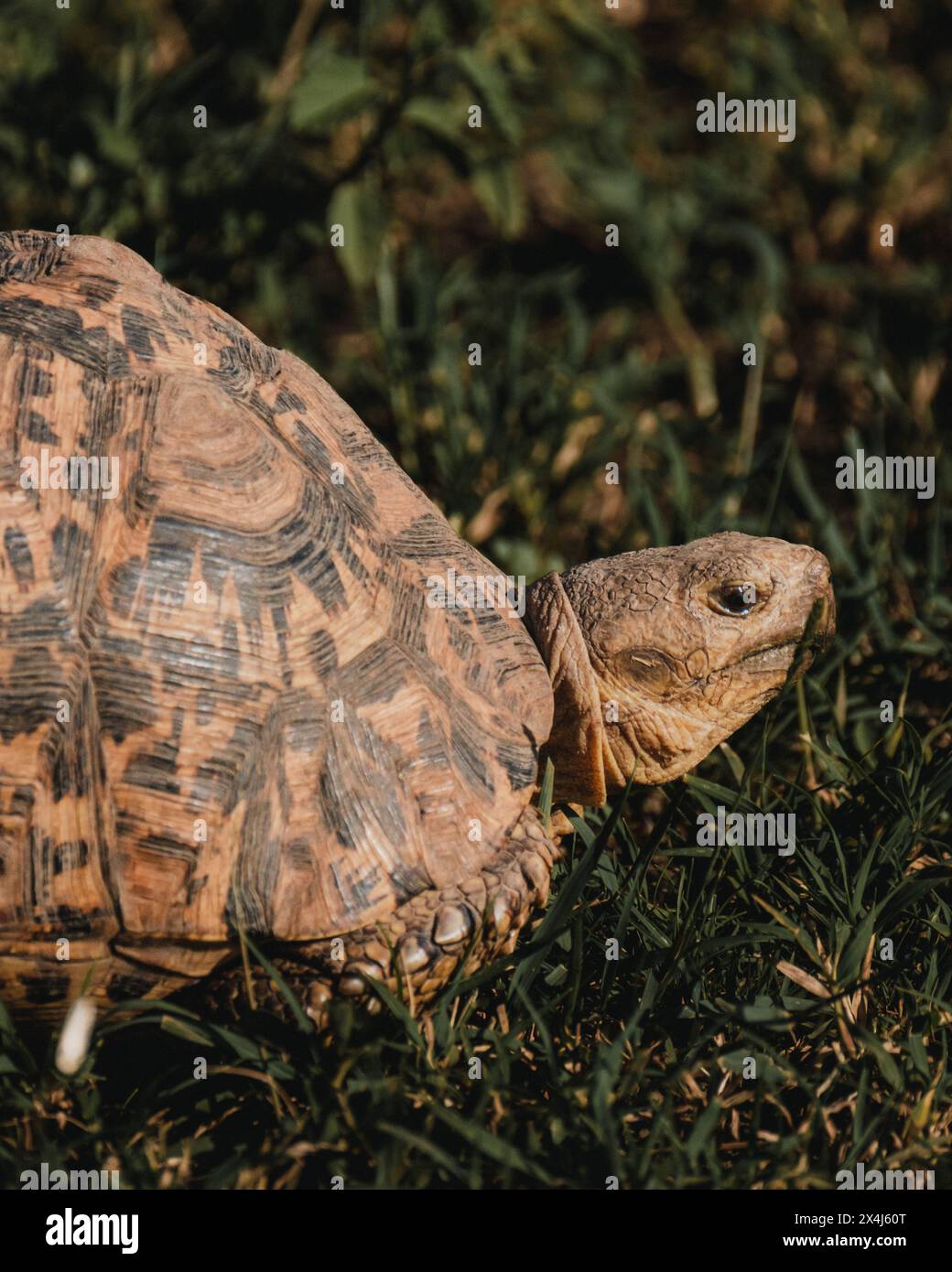 Leopard tortoise traverses green Masai Mara Stock Photo - Alamy