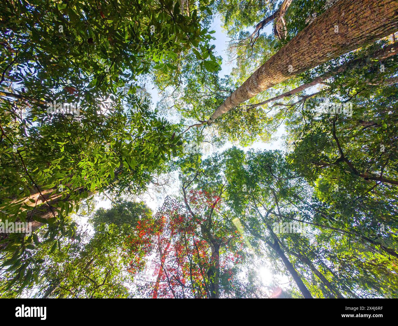 Rainforest tall tree hi-res stock photography and images - Alamy