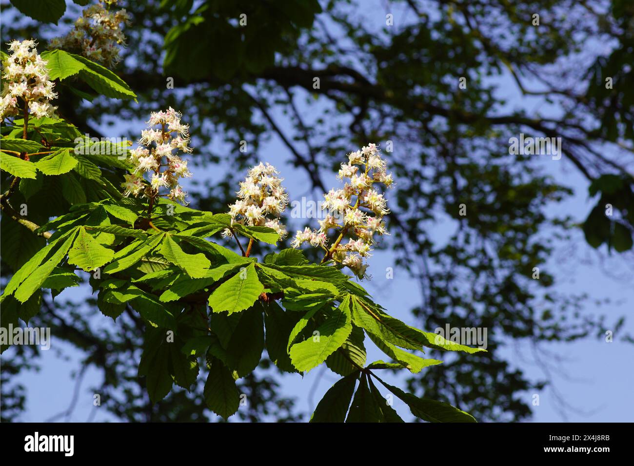 Flowering horse-chestnut, conker tree (Aesculus hippocastanum ...