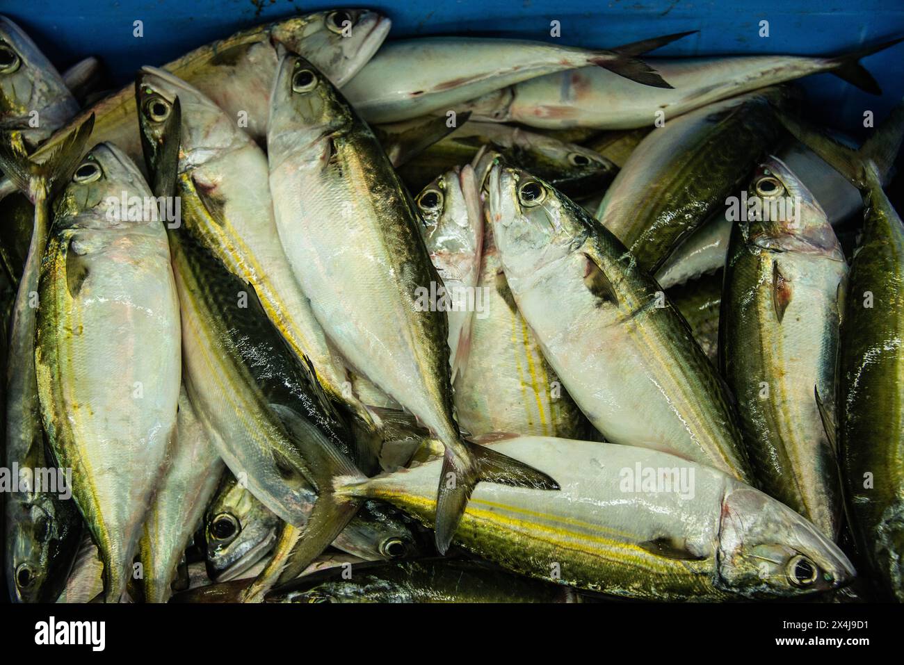 Fresh fish at the at the Fish Market, Mutrah Souq, Muscat, Oman Stock ...