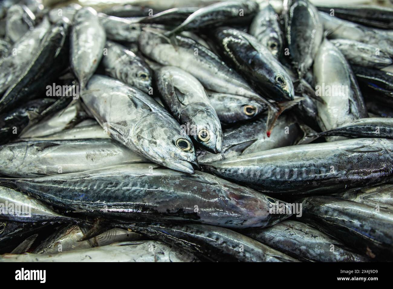 Oman fish market mutrah hi-res stock photography and images - Alamy