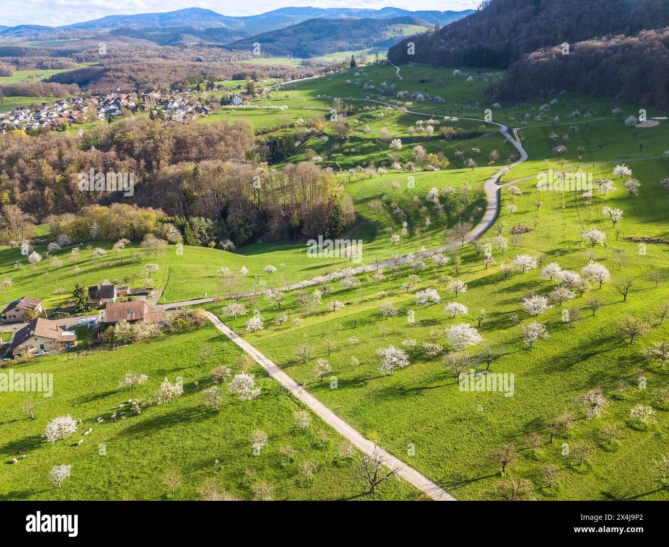 Aerial view of the Swiss village Nuglar with blooming orchard garden over the hill Stock Photo ...