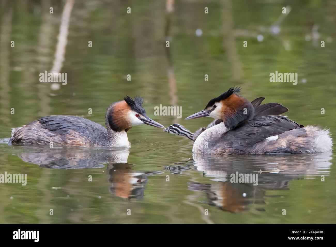 Great Crested Grebes and their young Stock Photo - Alamy