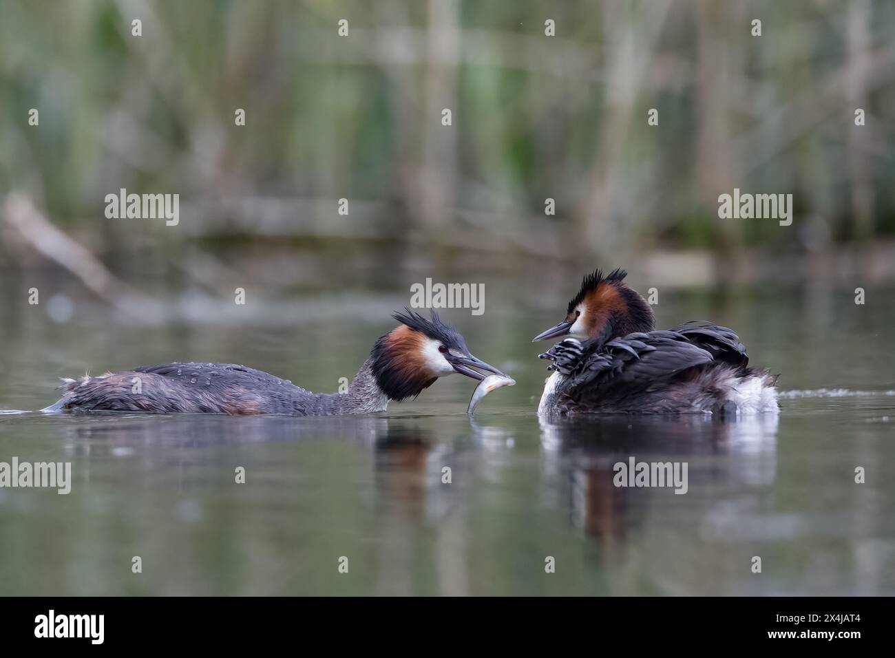 Great Crested Grebes and their young Stock Photo - Alamy