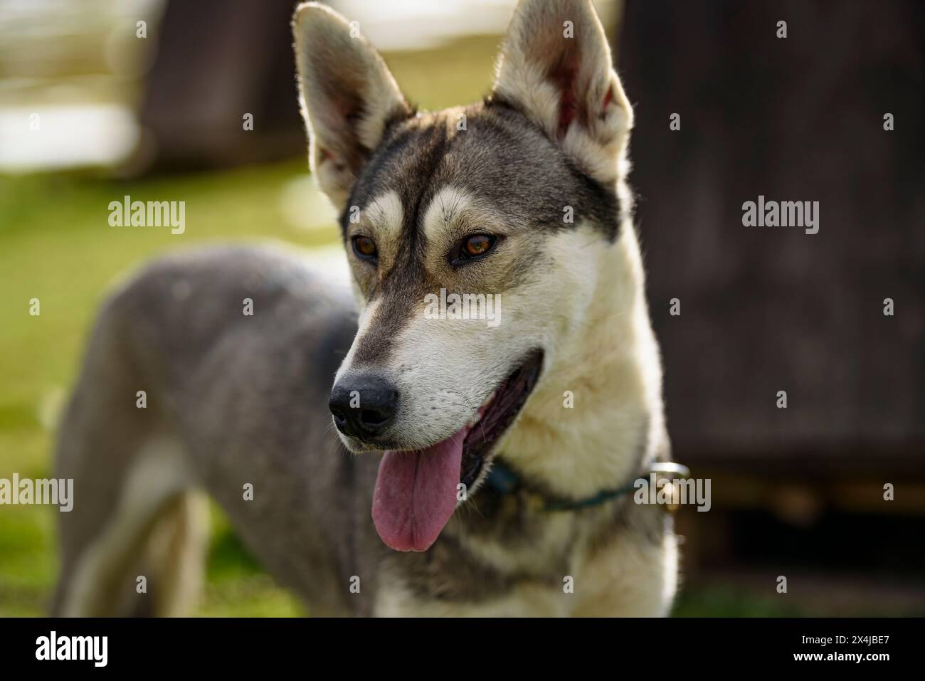 Mushing dogs in the Plan de Beret after a snowfall in autumn, before ...