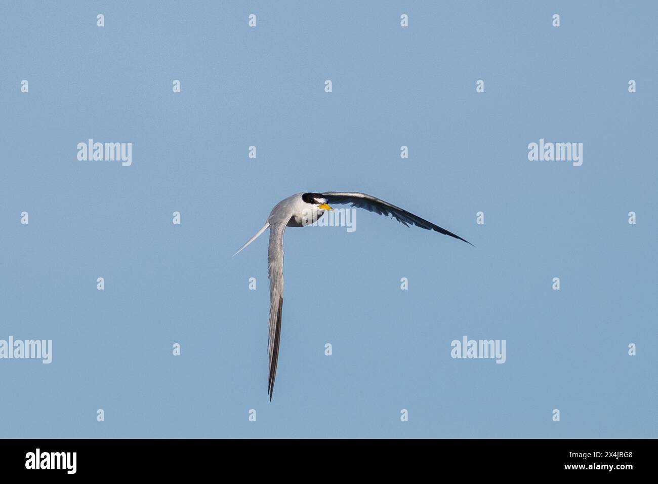 Least tern flying over marsh Stock Photo - Alamy