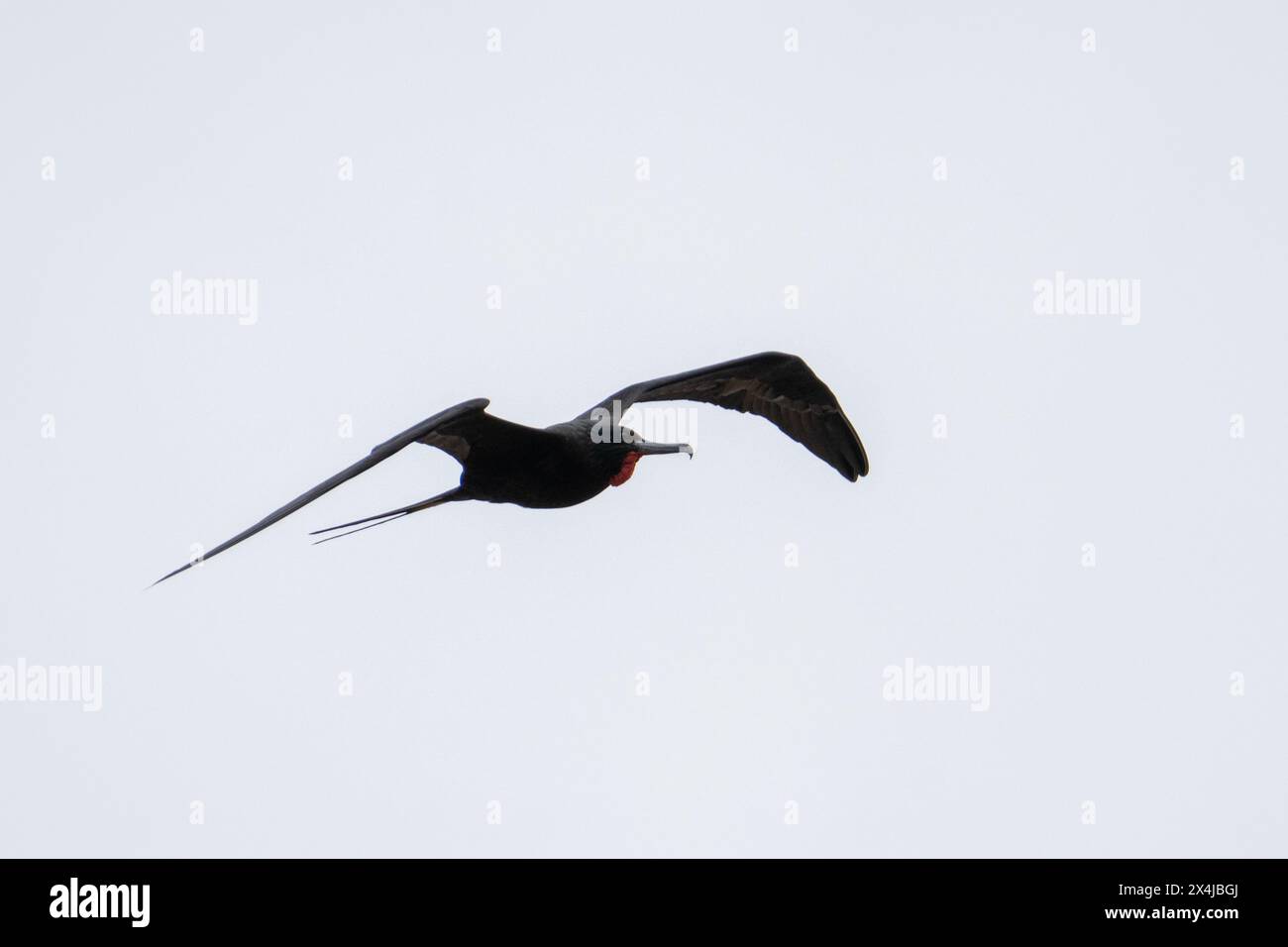 Male magnificant frigatebird flying overhead Stock Photo - Alamy