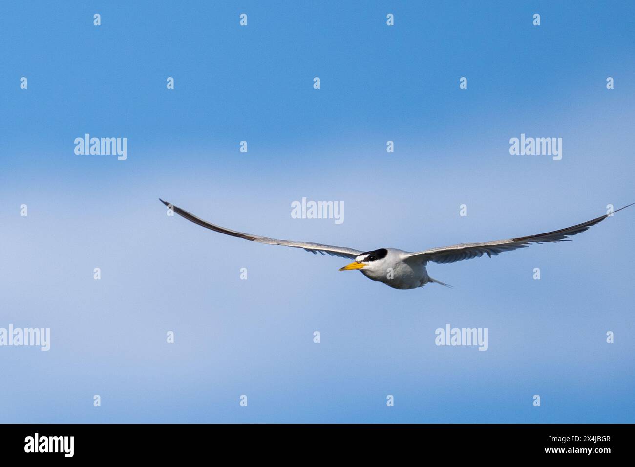 Flying least tern hi-res stock photography and images - Alamy