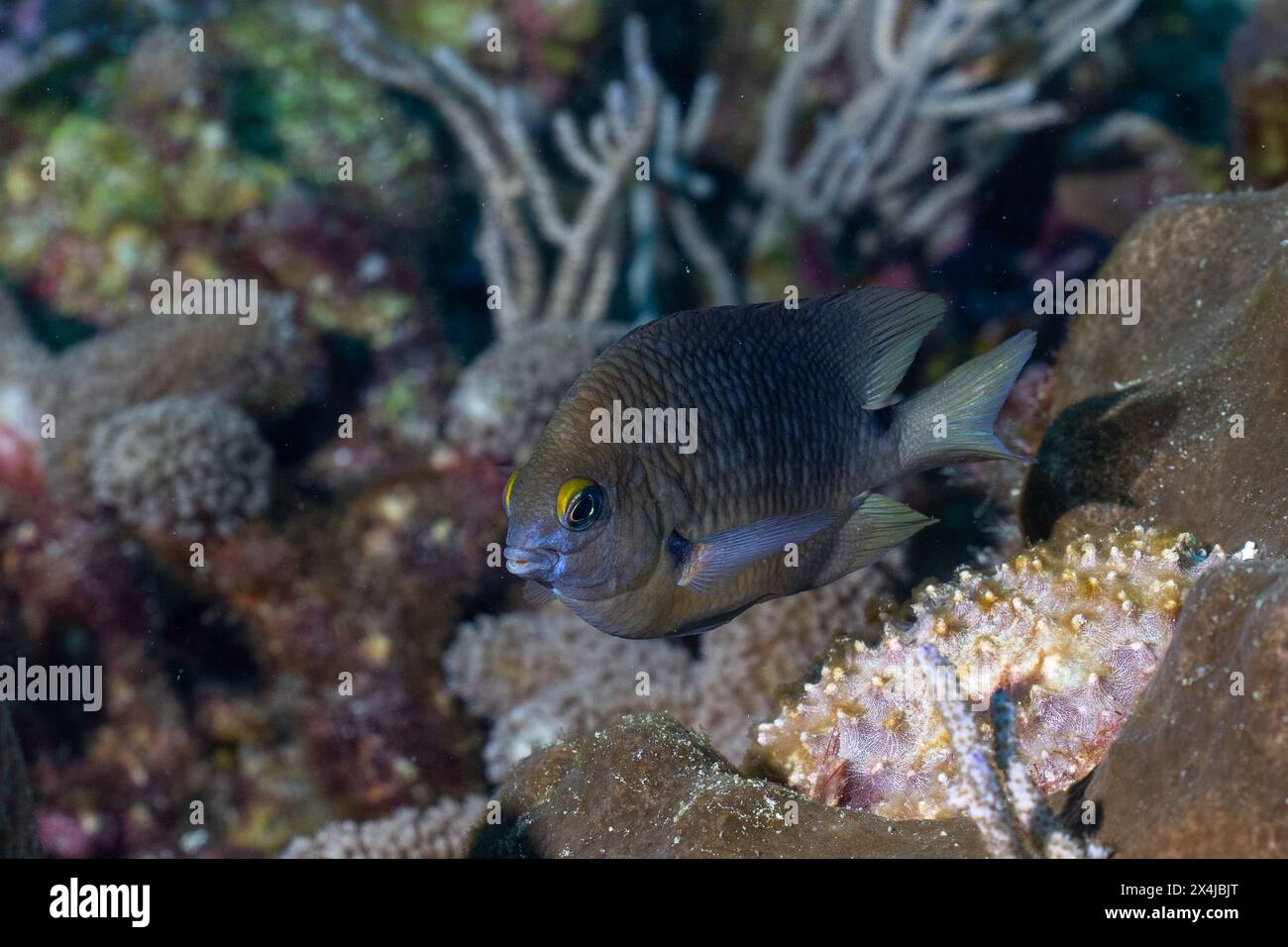 Threespot damselfish on the reef Stock Photo - Alamy