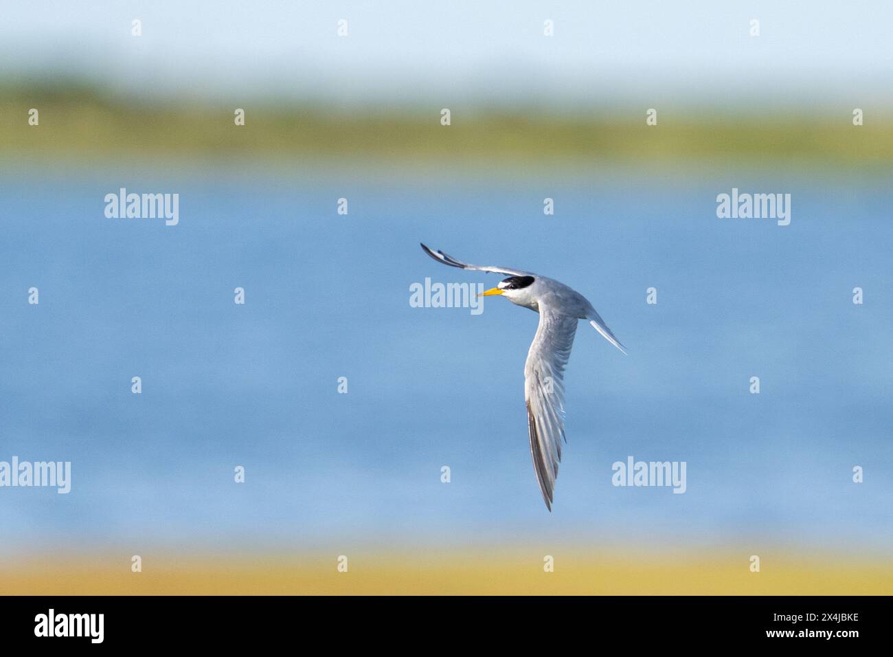 Least tern flying over marsh Stock Photo - Alamy