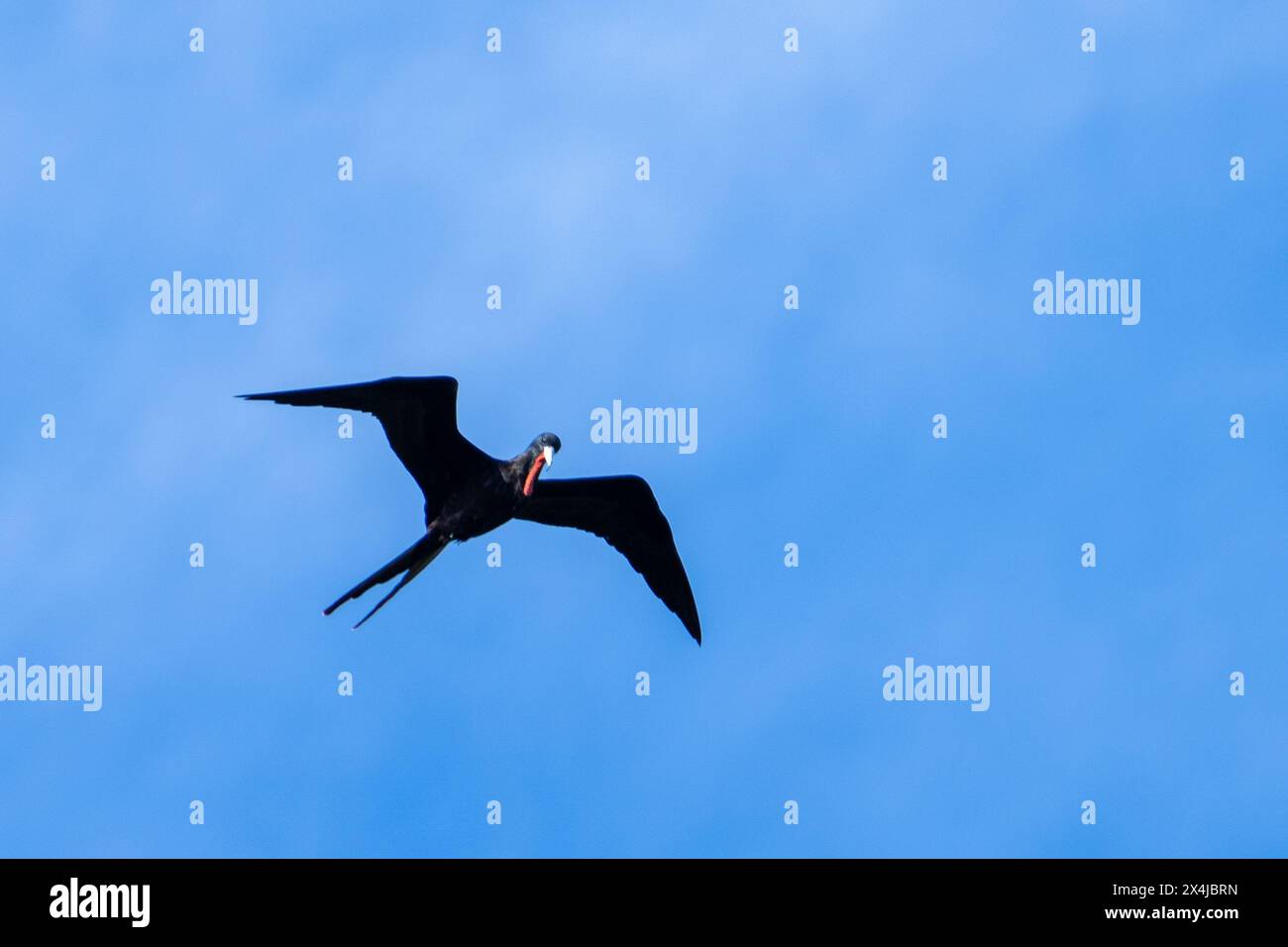 Male magnificent frigatebird flying overhead Stock Photo - Alamy
