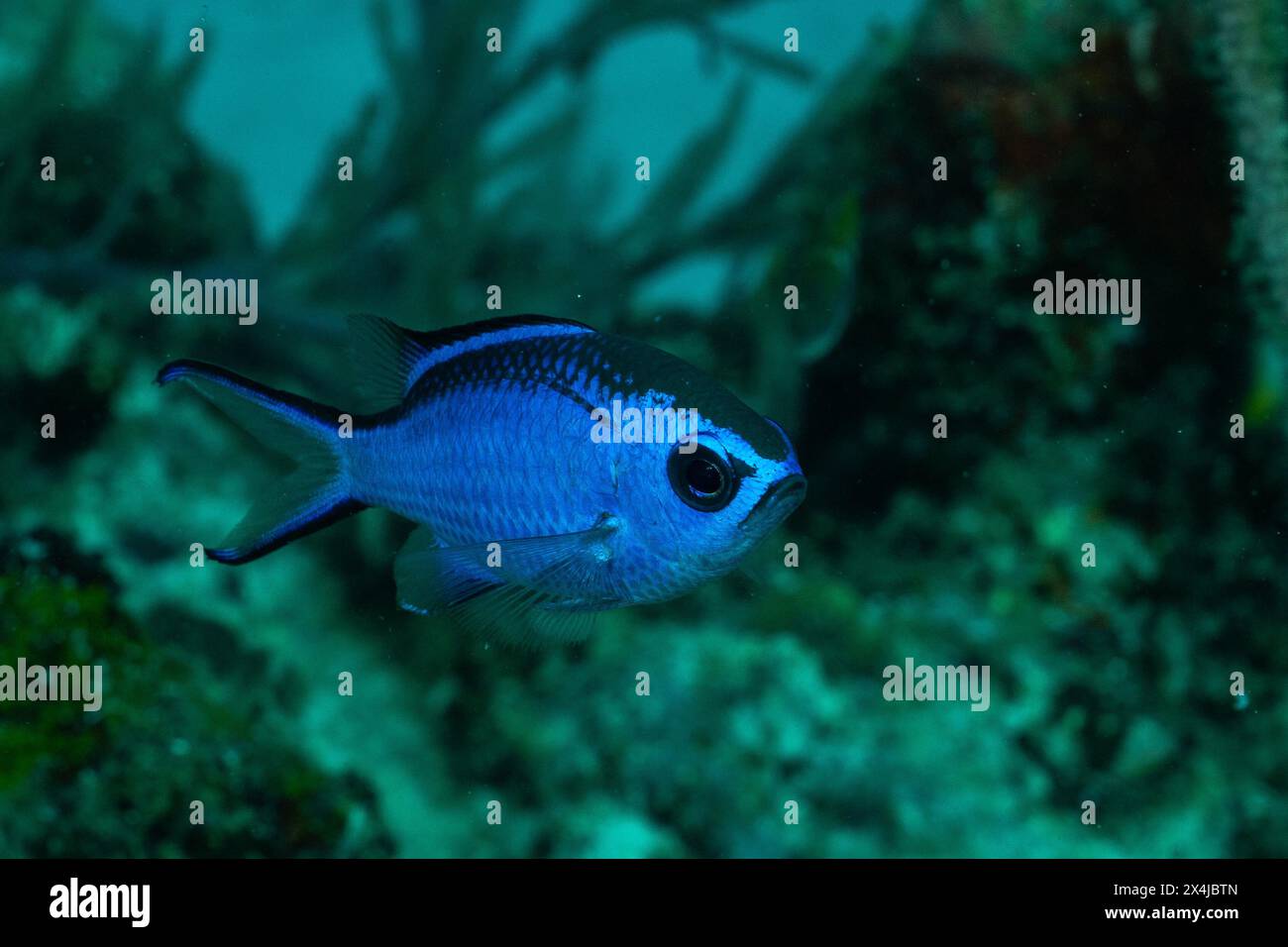Blue chromis swimming on the reef Stock Photo - Alamy