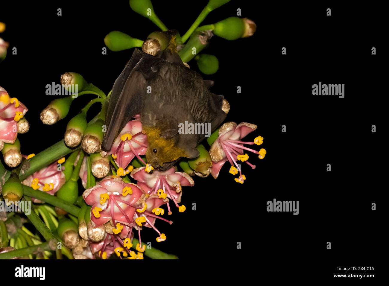 Jamaican fruit bat pollinating flowering tree Stock Photo - Alamy