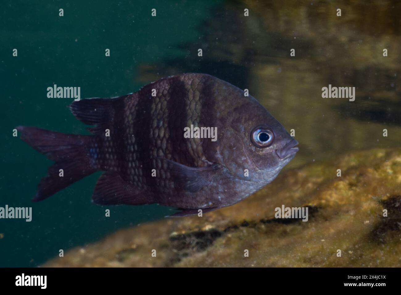 Seargeant major next to rock Stock Photo - Alamy