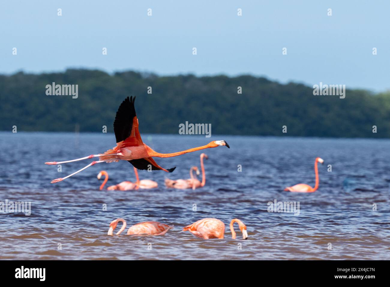 American flamingo flying over lagoon Stock Photo - Alamy