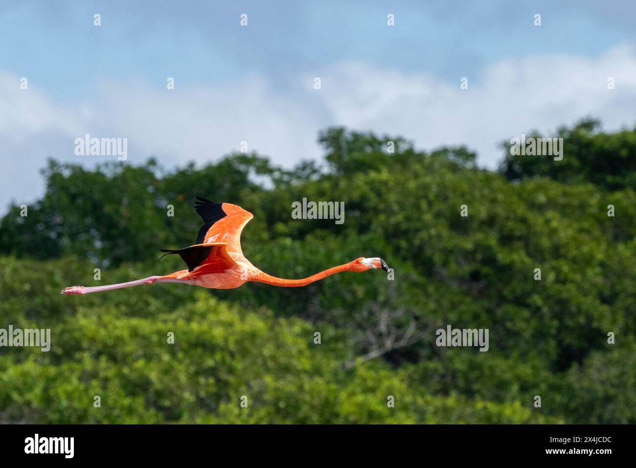 American flamingo flying over mangroves Stock Photo - Alamy