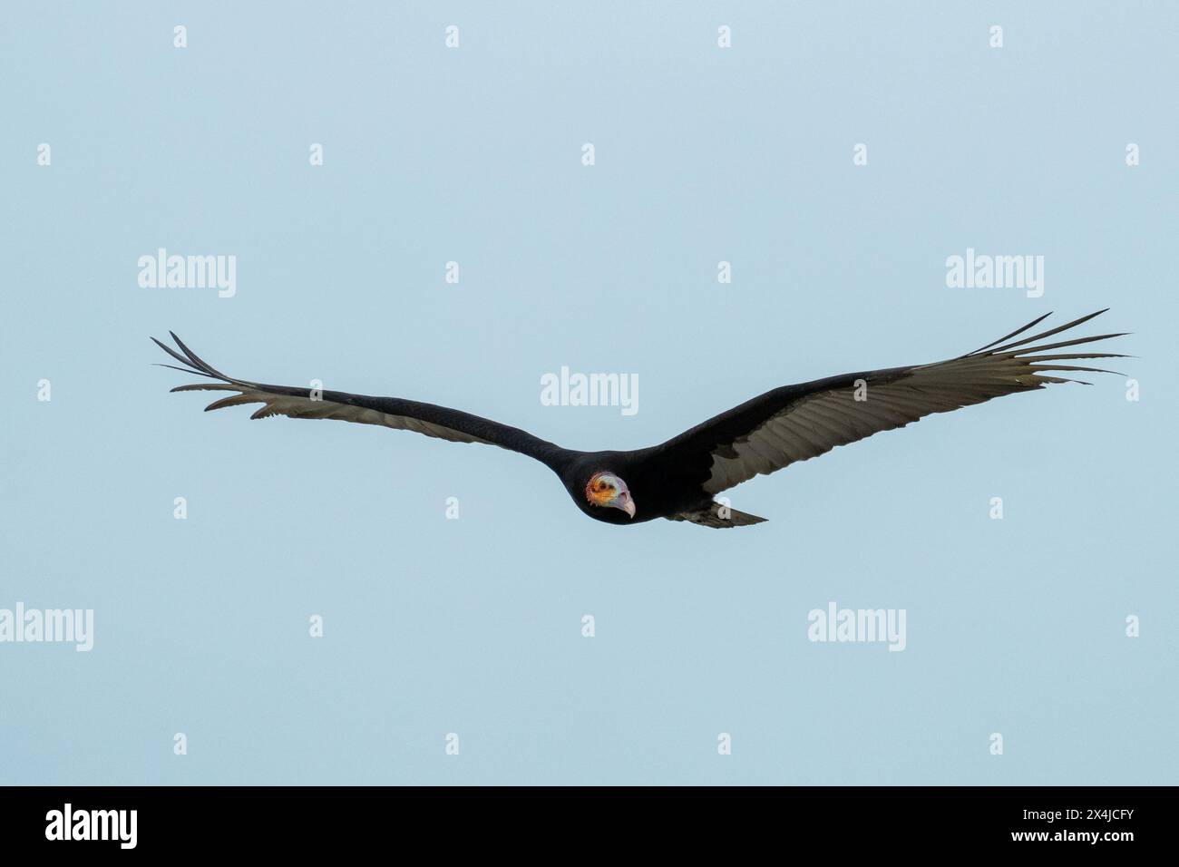 Yellow headed vulture flying overhead Stock Photo - Alamy