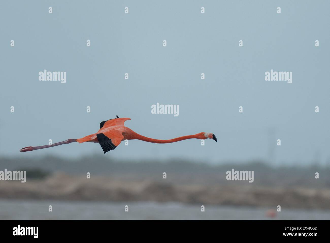 American flamingo flying over a lagoon Stock Photo - Alamy