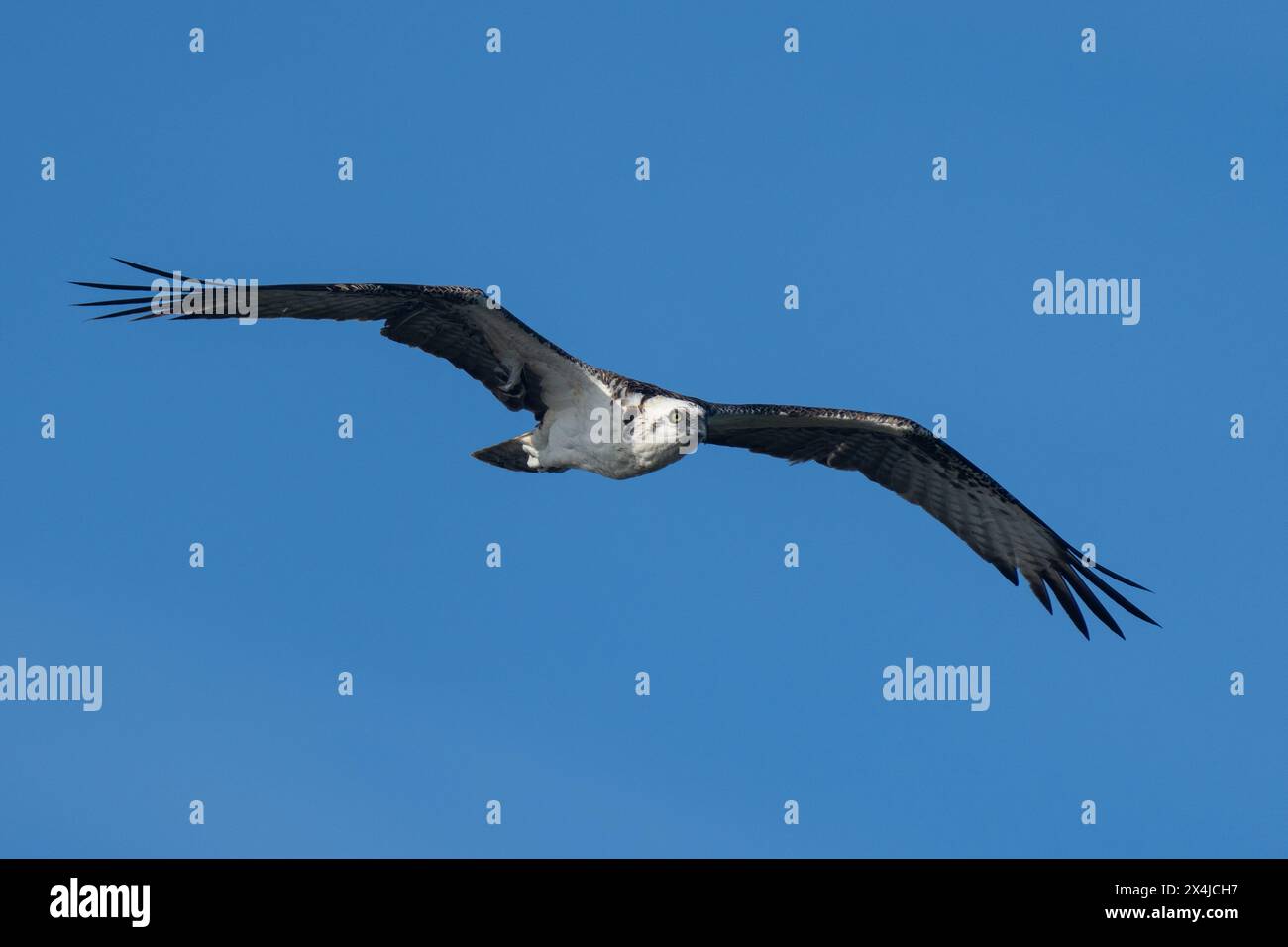 Osprey flying over bright blue sky Stock Photo - Alamy