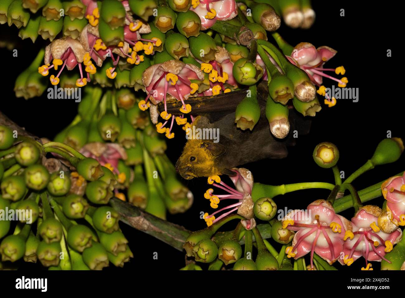 Jamaican fruit bat pollinating flowering tree Stock Photo - Alamy