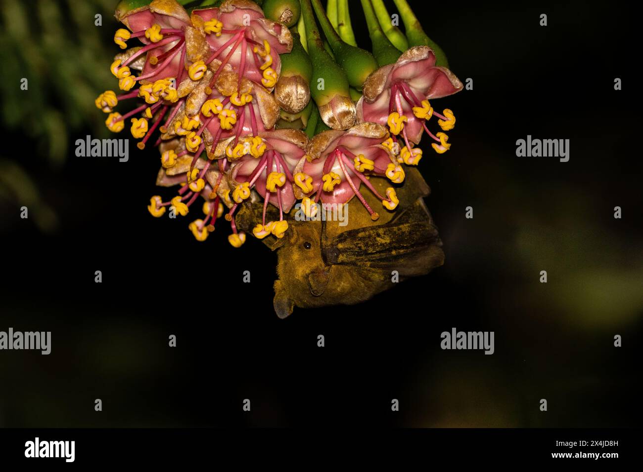 Jamaican fruit bats hi-res stock photography and images - Alamy