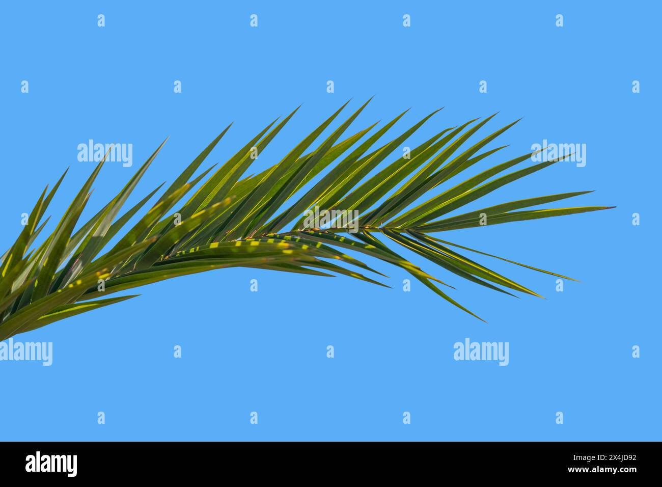tropical leaf Phoenix dactylifera date palm gracefully sways in wind ...