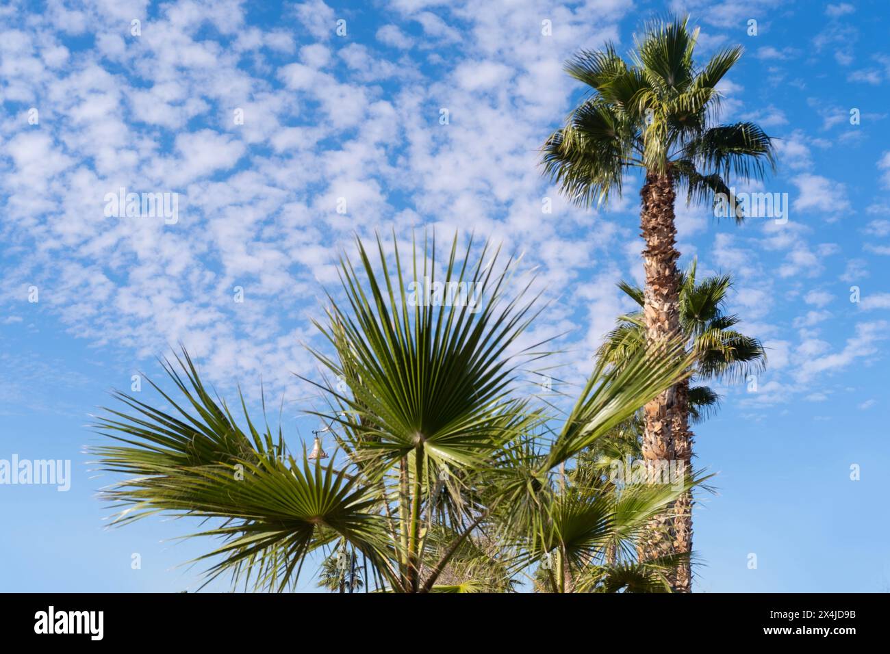 blue sky over tropical tall African Sabal fan palms with clouds ...