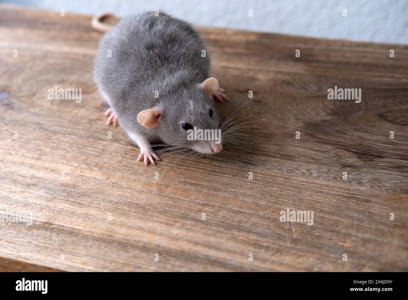 close up portrait of Funny and Cute beautiful gray decorative domestic ...