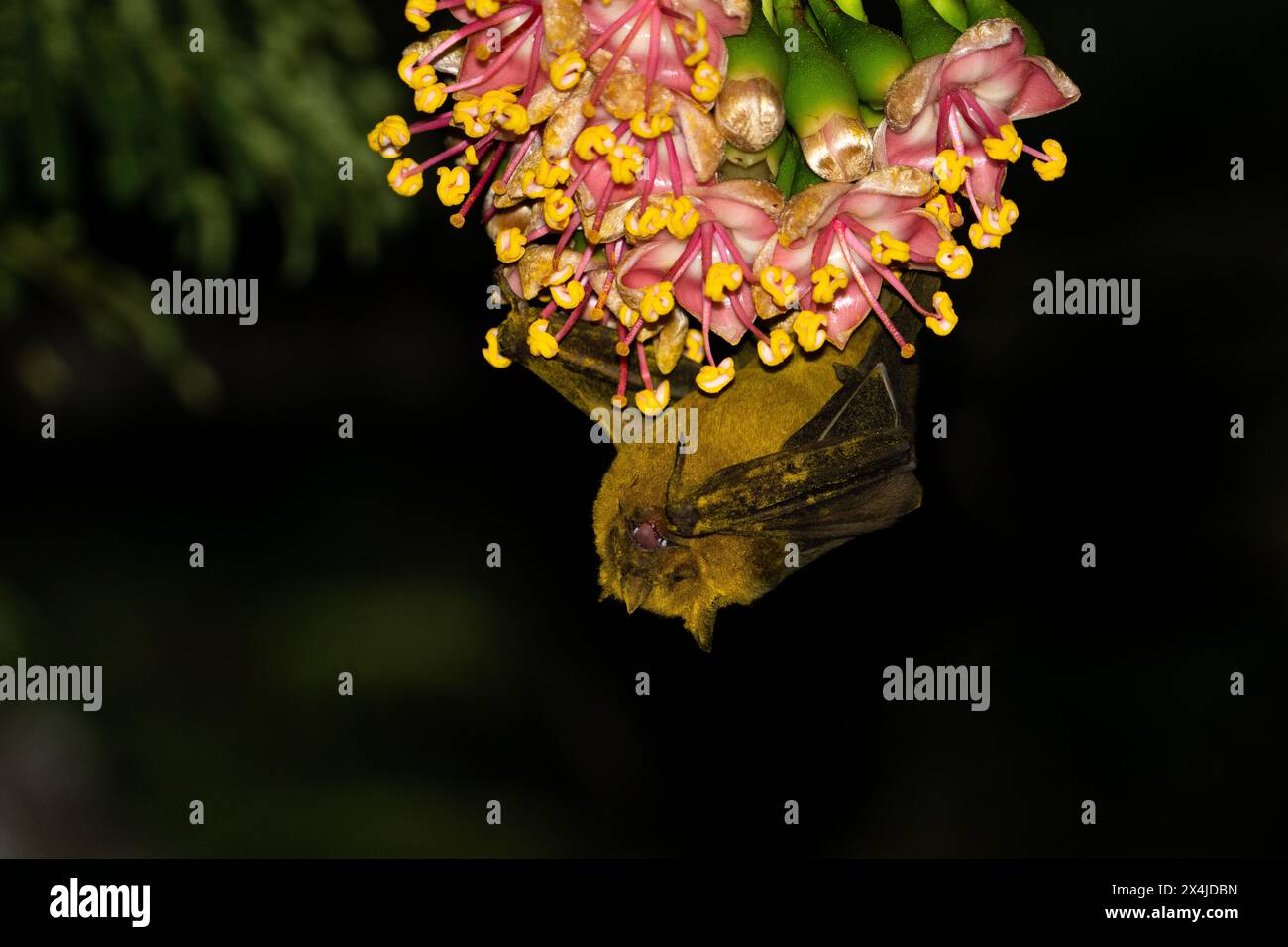 Jamaican fruit bat pollinating flowering tree Stock Photo - Alamy
