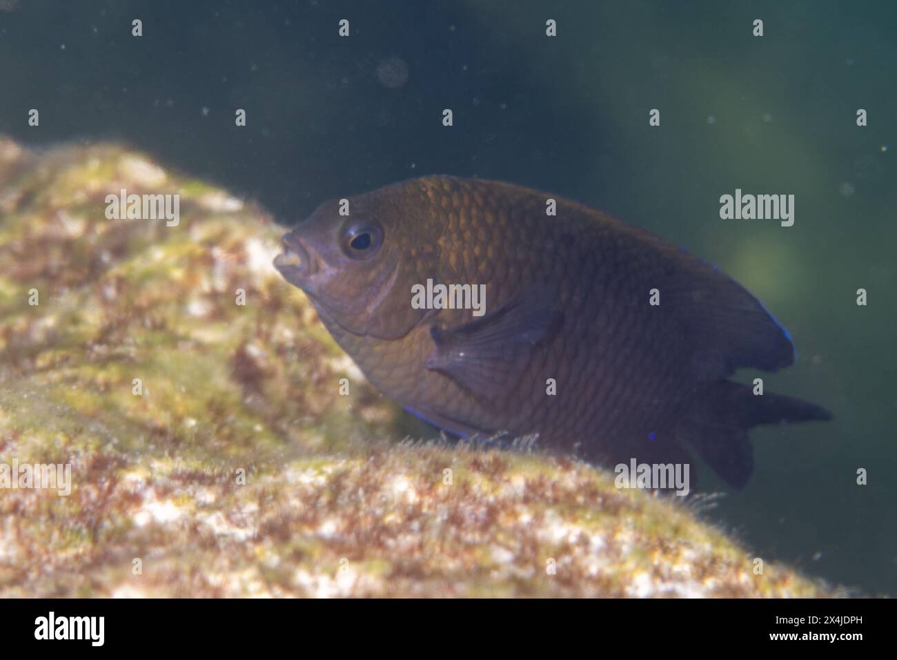Longfin damselfish hi-res stock photography and images - Alamy