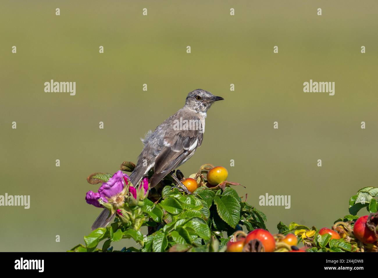 Northern mockingbird on top hi-res stock photography and images - Alamy