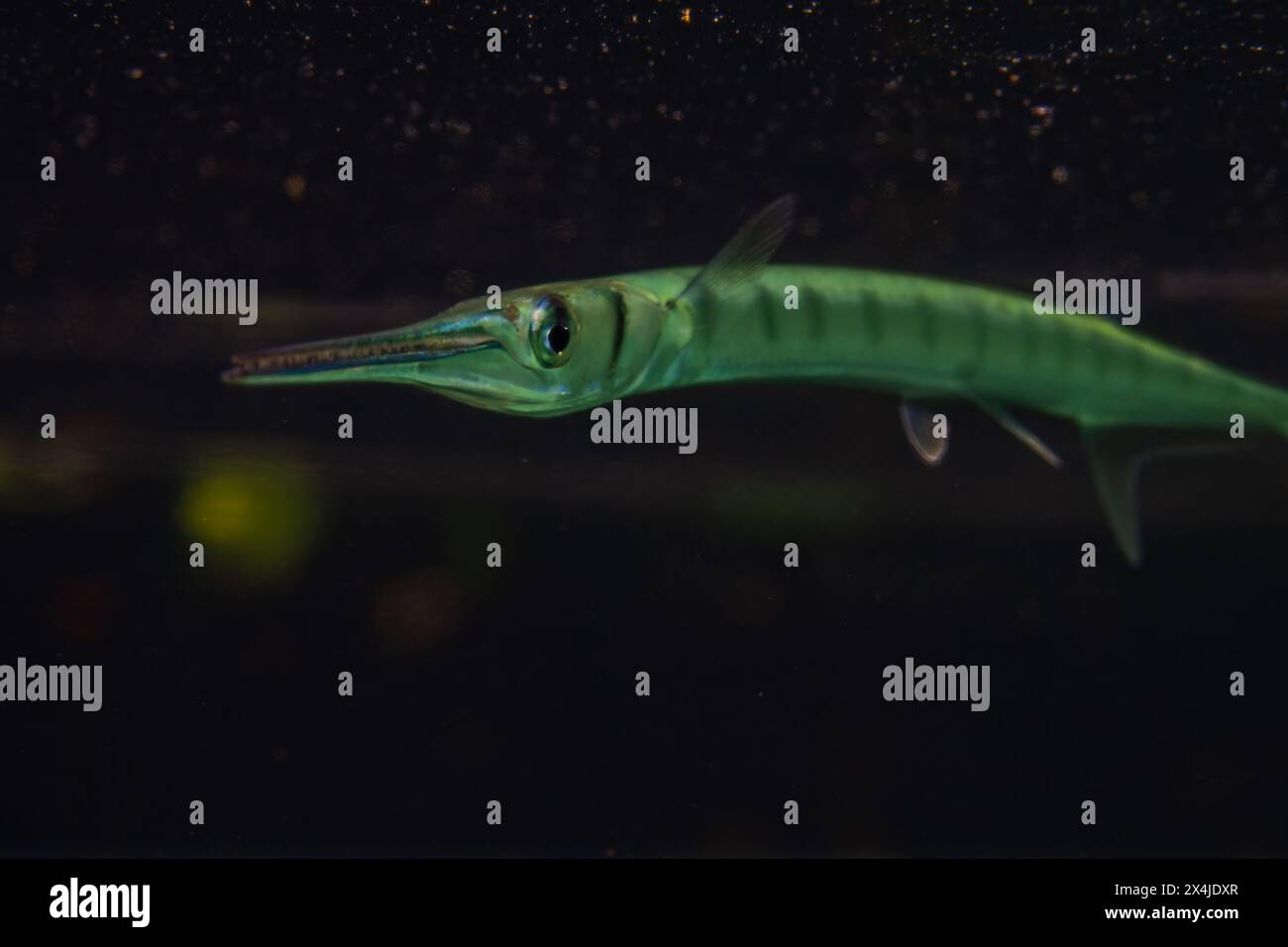 Flat needlefish swimming in the mangroves Stock Photo - Alamy