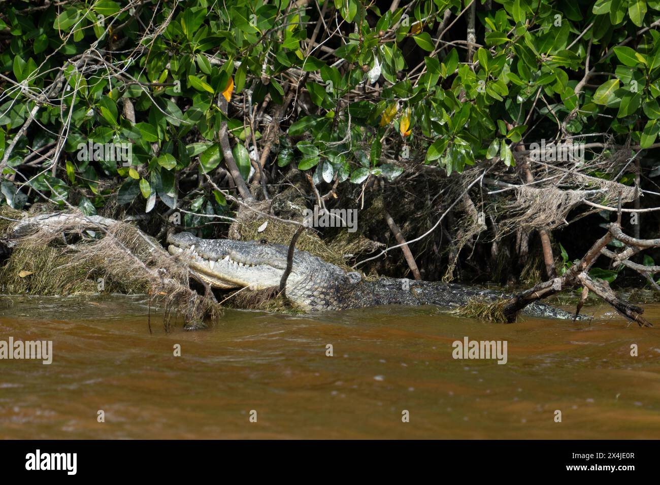 Morelet's crocodile basking in mangroves Stock Photo - Alamy