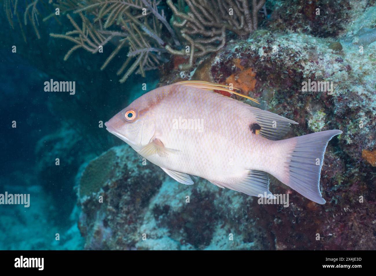 Hogfish in the Mesoamerican Reef Stock Photo - Alamy