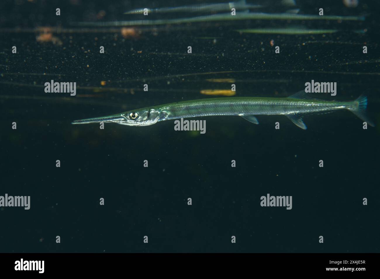 Flat needlefish swimming in the mangroves Stock Photo - Alamy