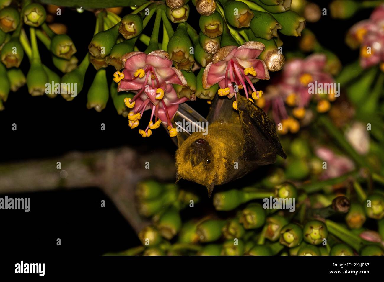 Jamaican fruit bat pollinating flowering tree Stock Photo - Alamy