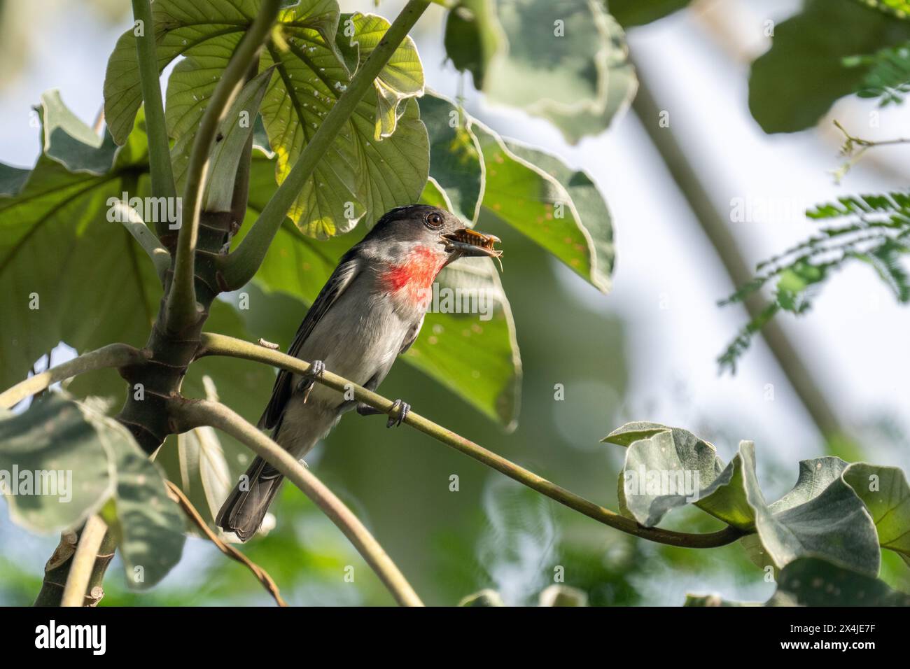 Rose-throated becard on a perch Stock Photo - Alamy