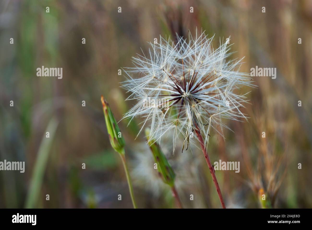 Close up of a silverpuff pappus at sunset Stock Photo - Alamy