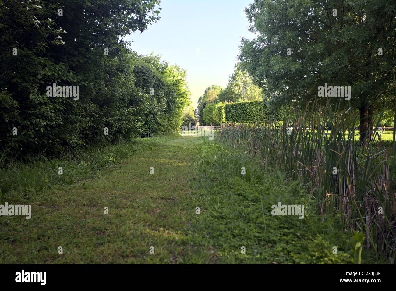 Grass path between trees with a trench in a park at sunset Stock Photo ...