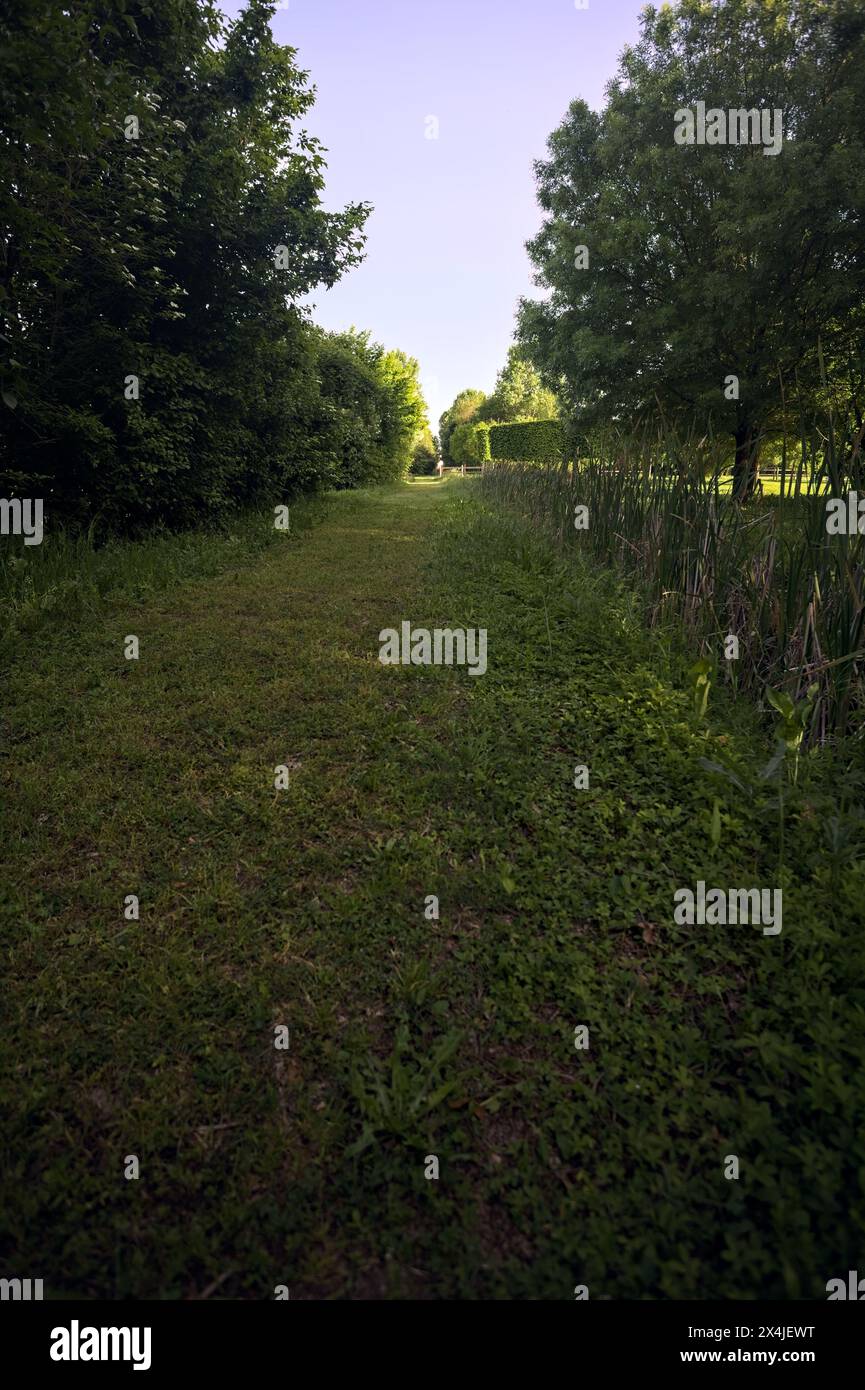Grass path between trees with a trench in a park at sunset Stock Photo ...