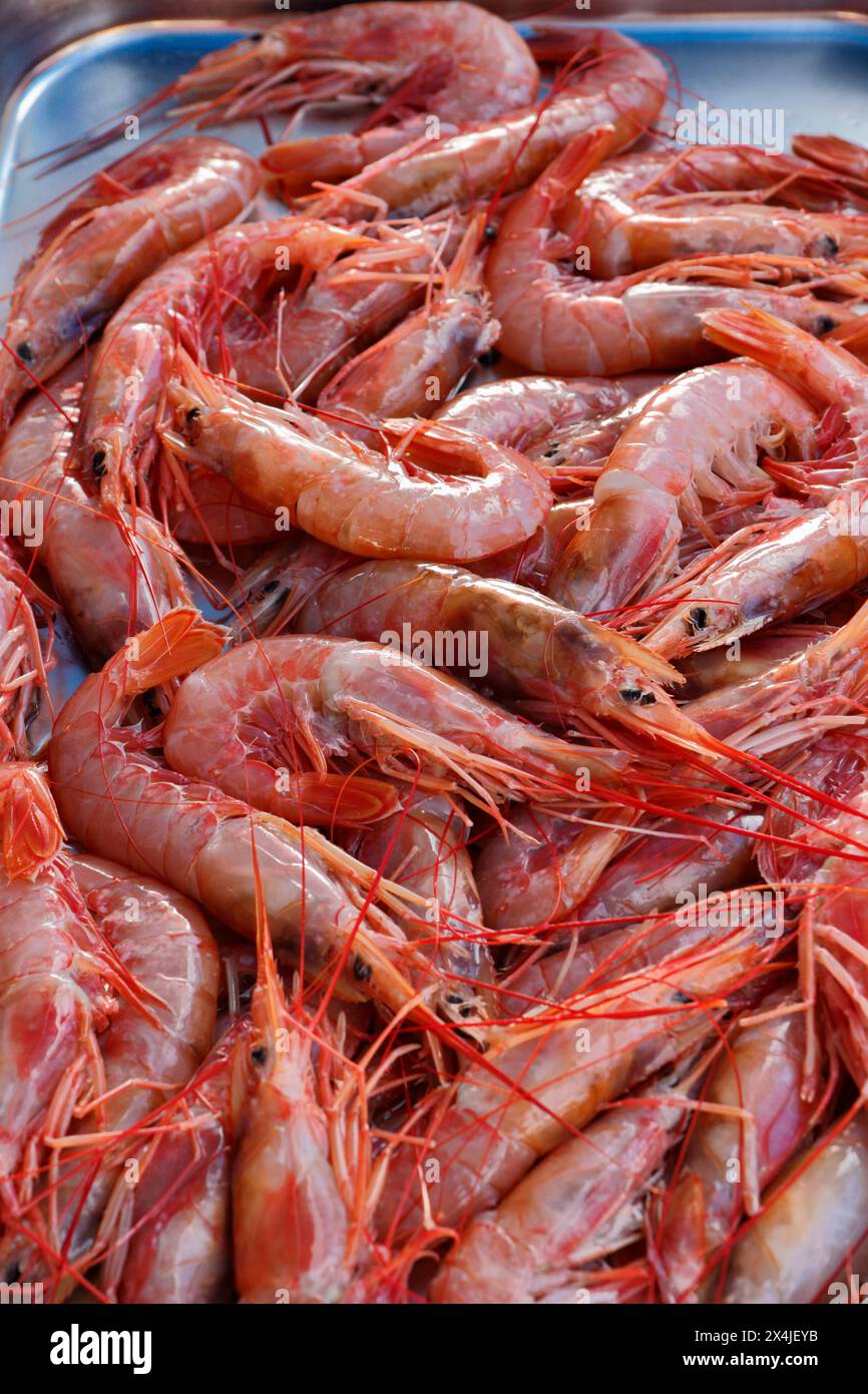 Malta Island, fresh king prawns (homo haltuminretrogrupafotografensis ...