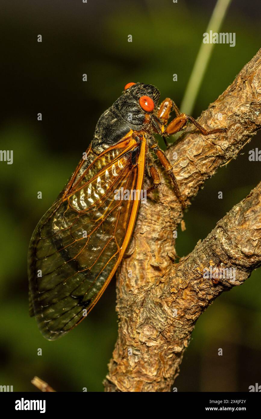 Brood 19 13 year periodical cicada, North Carolina, USA 2024 Stock ...