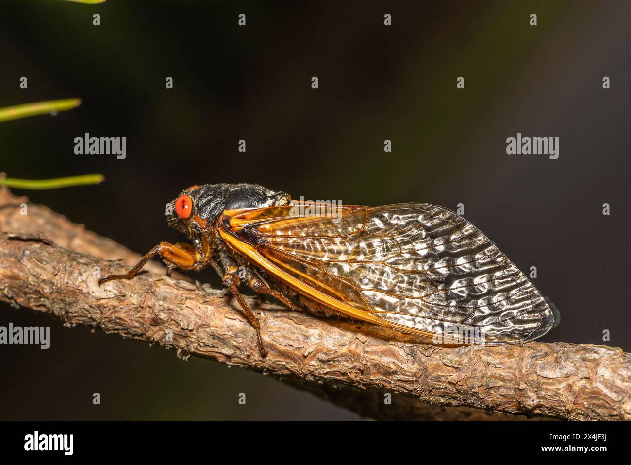 Brood 19 13 year periodical cicada, North Carolina, USA 2024 Stock ...