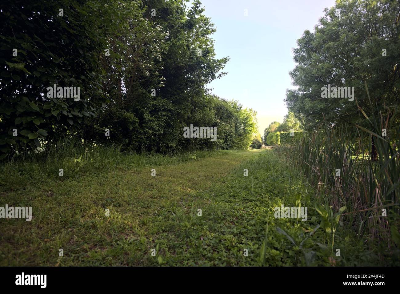 Grass path between trees with a trench in a park at sunset Stock Photo ...