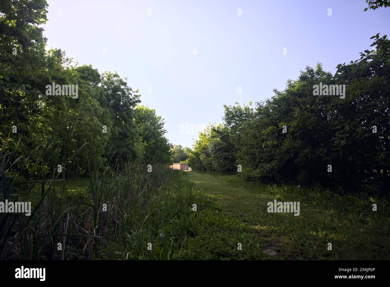 Grass path between trees with a trench in a park at sunset Stock Photo ...