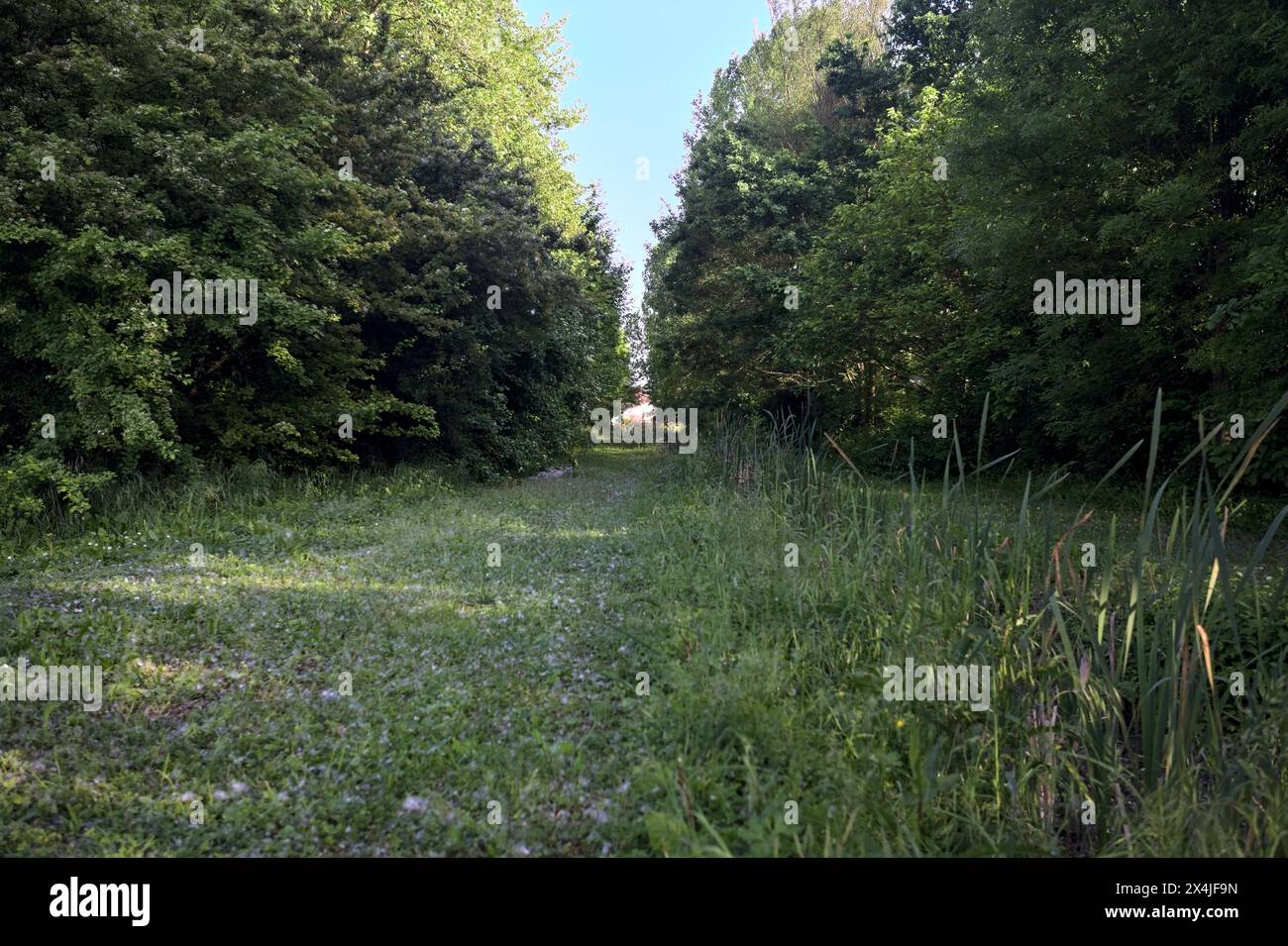 Grass path between trees with a trench in a park at sunset Stock Photo ...