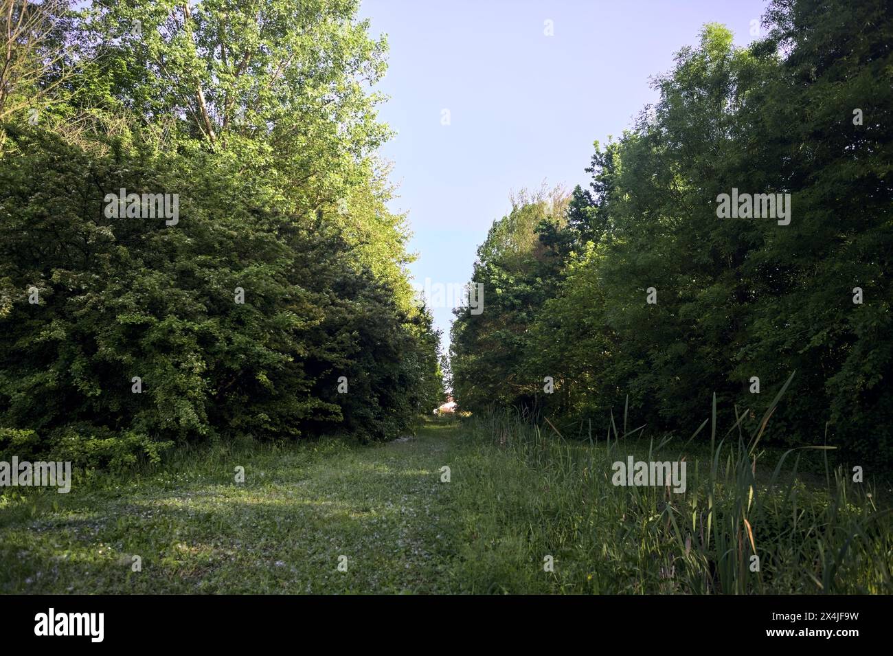 Grass path between trees with a trench in a park at sunset Stock Photo ...